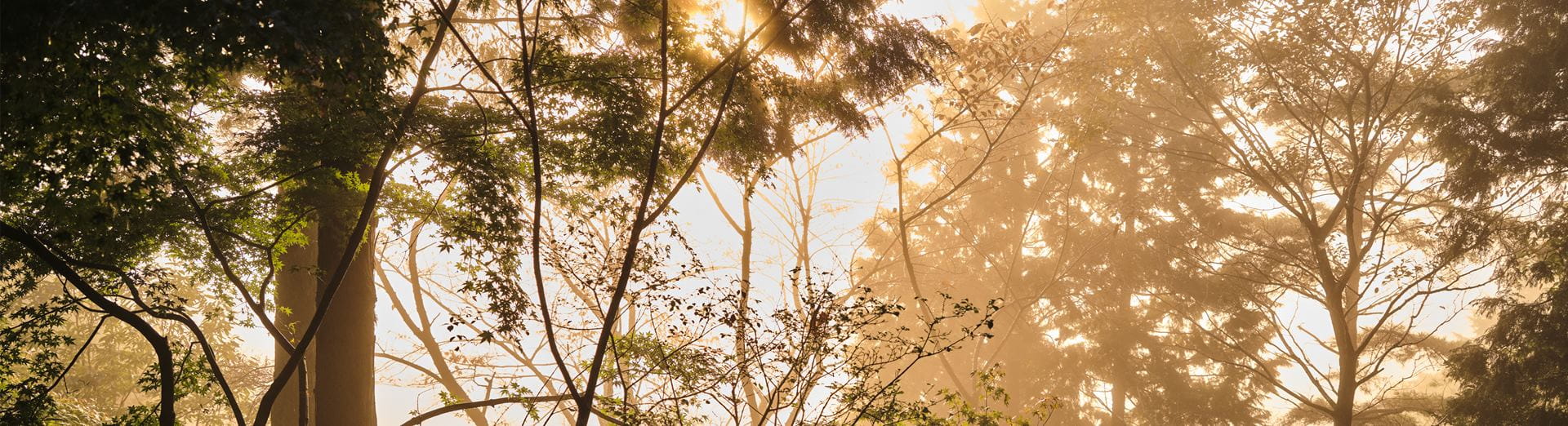 Carbon offsetting - Compensate your carbon footprint