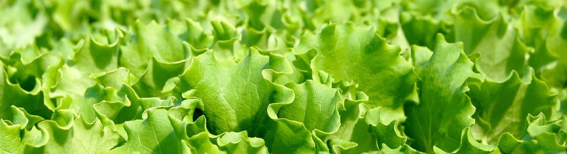 Transporte de produtos perecíveis | DSV