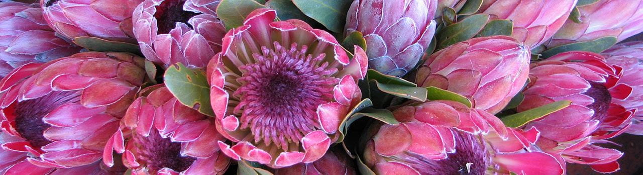 Efficient perishables transport solutions | DSV