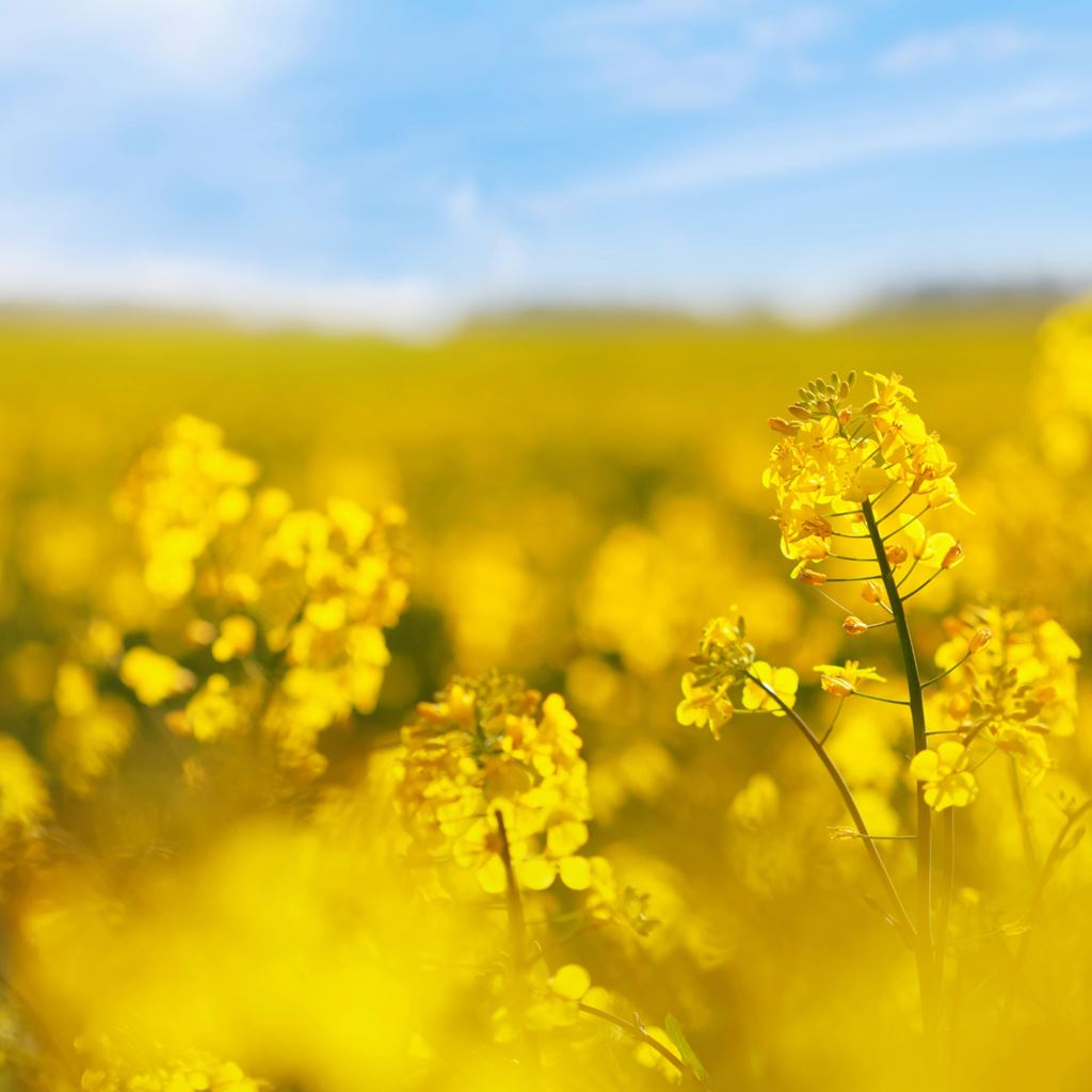 Fragt i Danmark – Daglig levering i hele Danmark| DSV