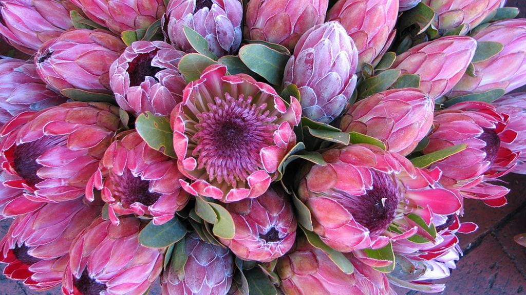 Efficient perishables transport solutions | DSV